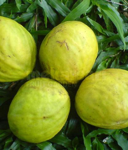 Gayam | Taman Buah Mekarsari