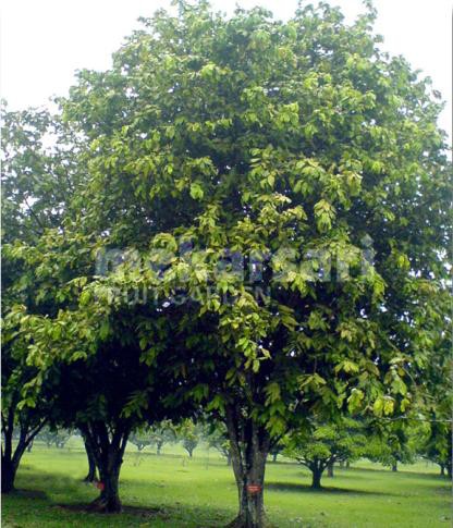 Gayam | Taman Buah Mekarsari