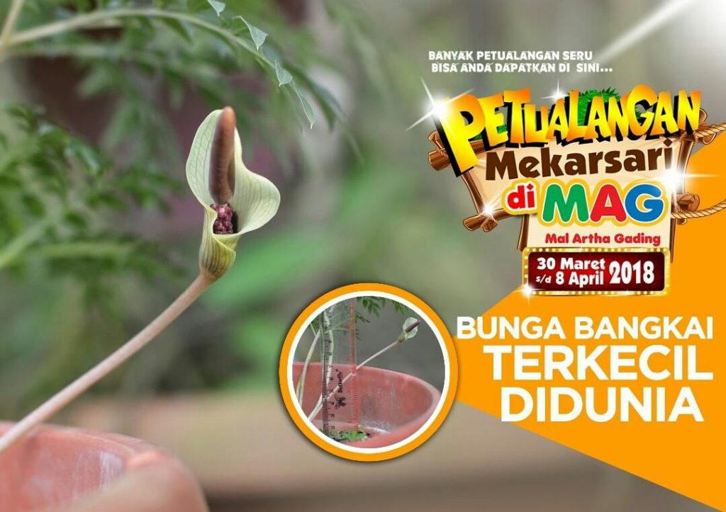 BUNGA BANGKAI TERKECIL DIDUNIA (Amorphophallus ongsakulii) | Taman Buah ...